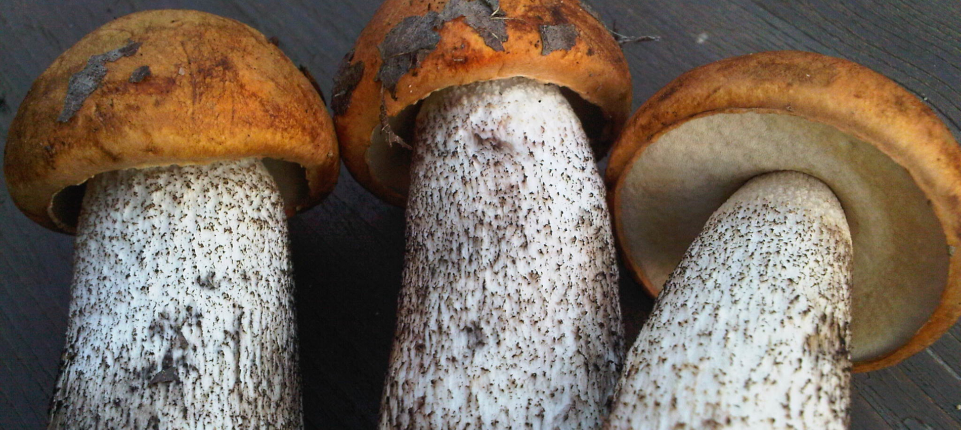 rotkappe – Am Forst